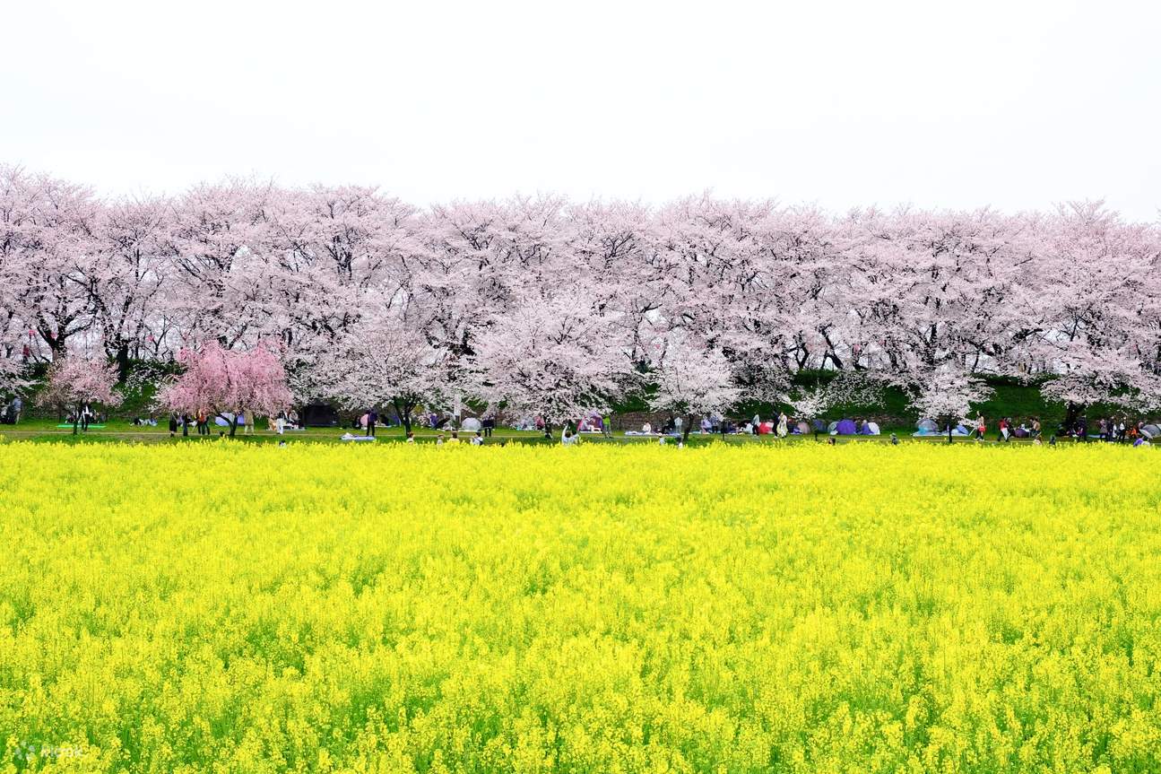[One-day cherry blossom viewing tour in the suburbs of Kanto] Gongendo ...